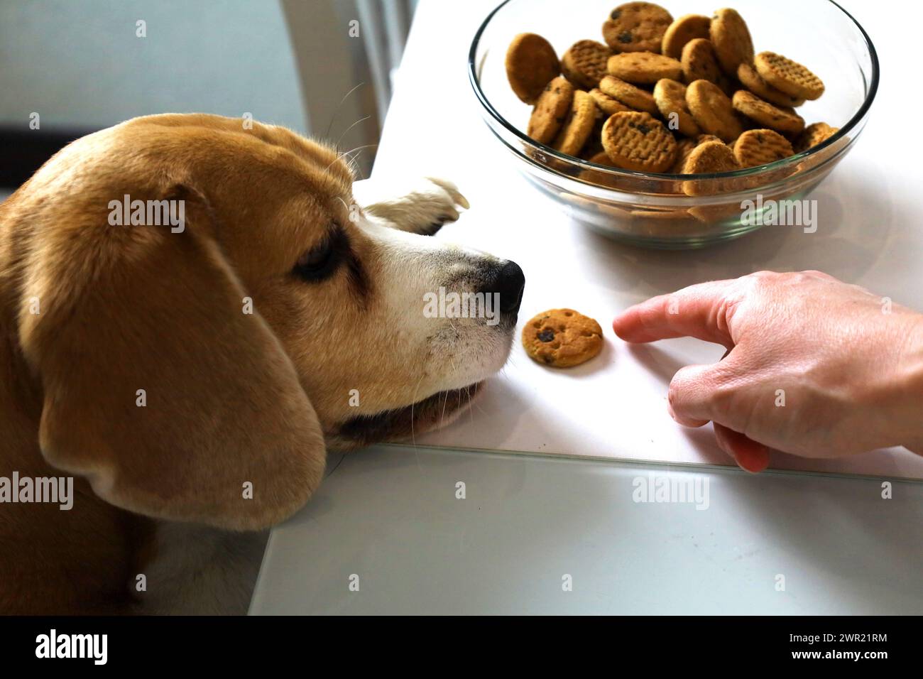 Alone in the kitchen, a hungry beagle dog tries to reach for the ...