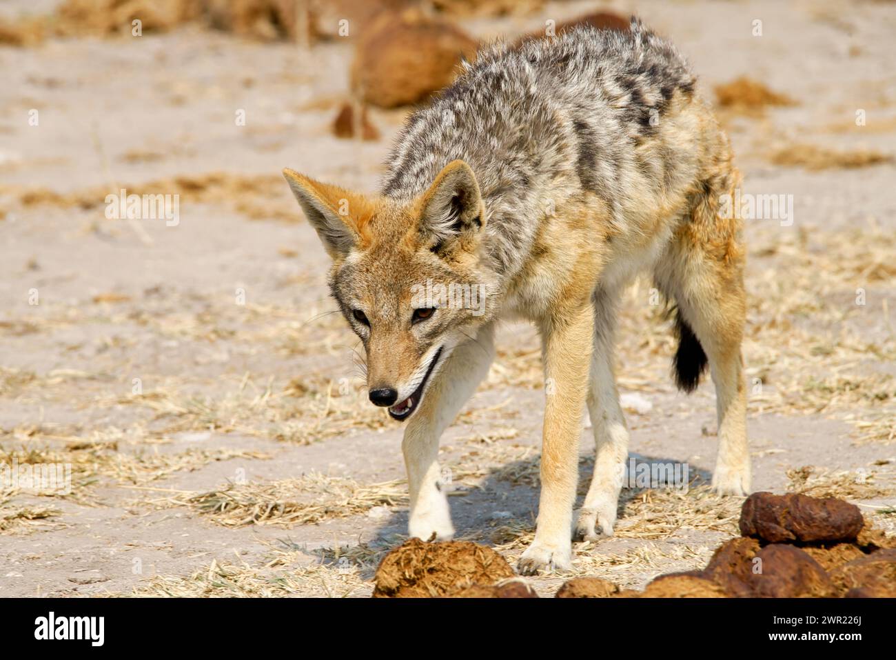 Scavenging black backed jackal hi-res stock photography and images - Alamy