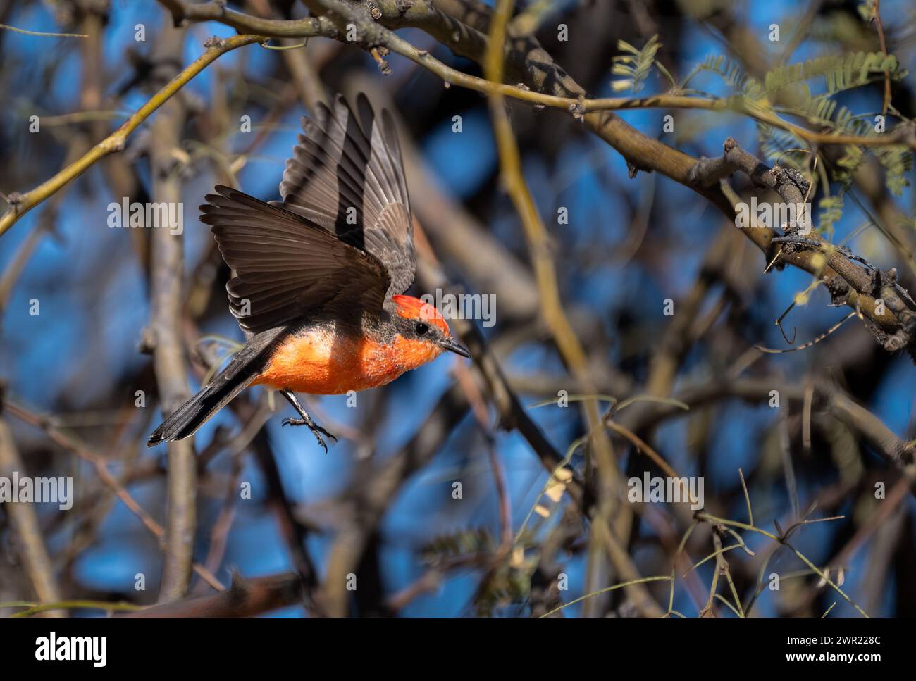 Vermilian flycatcher bird taking off from a branch Stock Photo - Alamy