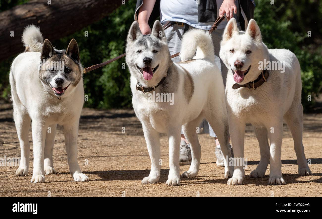 Three Akita dogs on a park trail out for a morning walk Stock Photo - Alamy