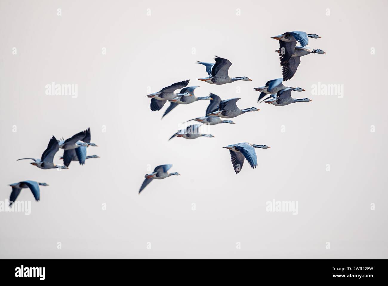 Bar headed goose flock hi-res stock photography and images - Alamy