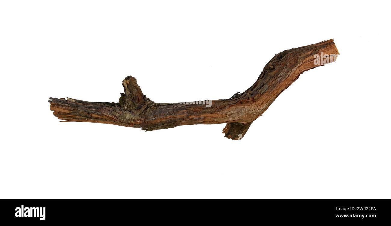 Dried vine branch as a decorative element isolated on white Stock Photo ...