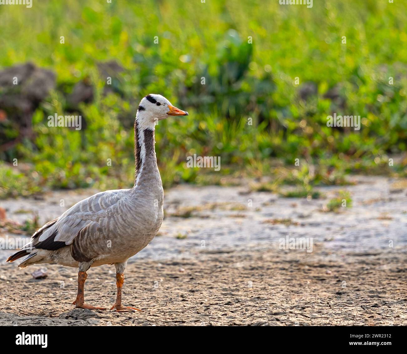 Bar Headed Goose looking in camera Stock Photo - Alamy
