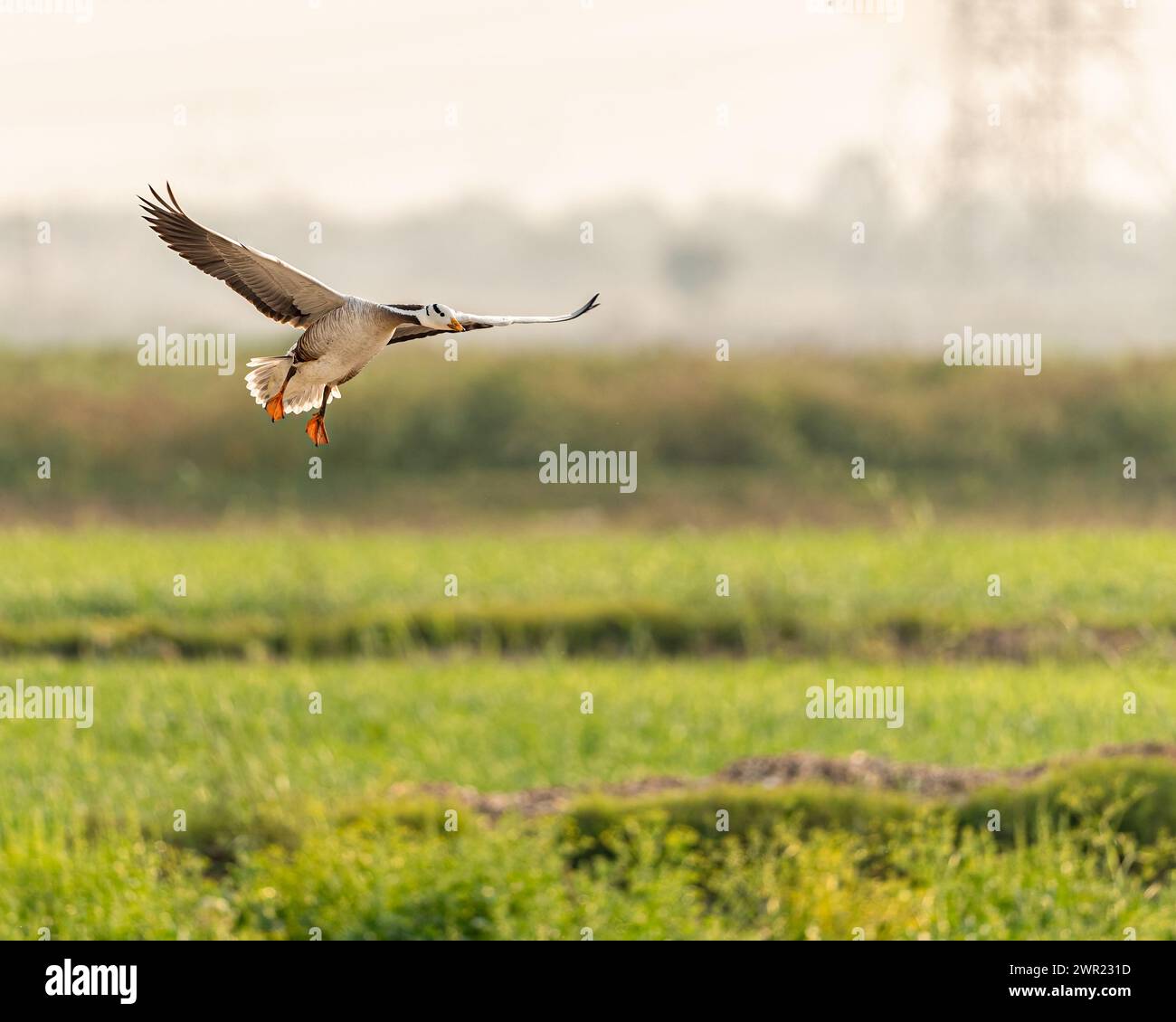 Vertical flock stripes hi-res stock photography and images - Alamy