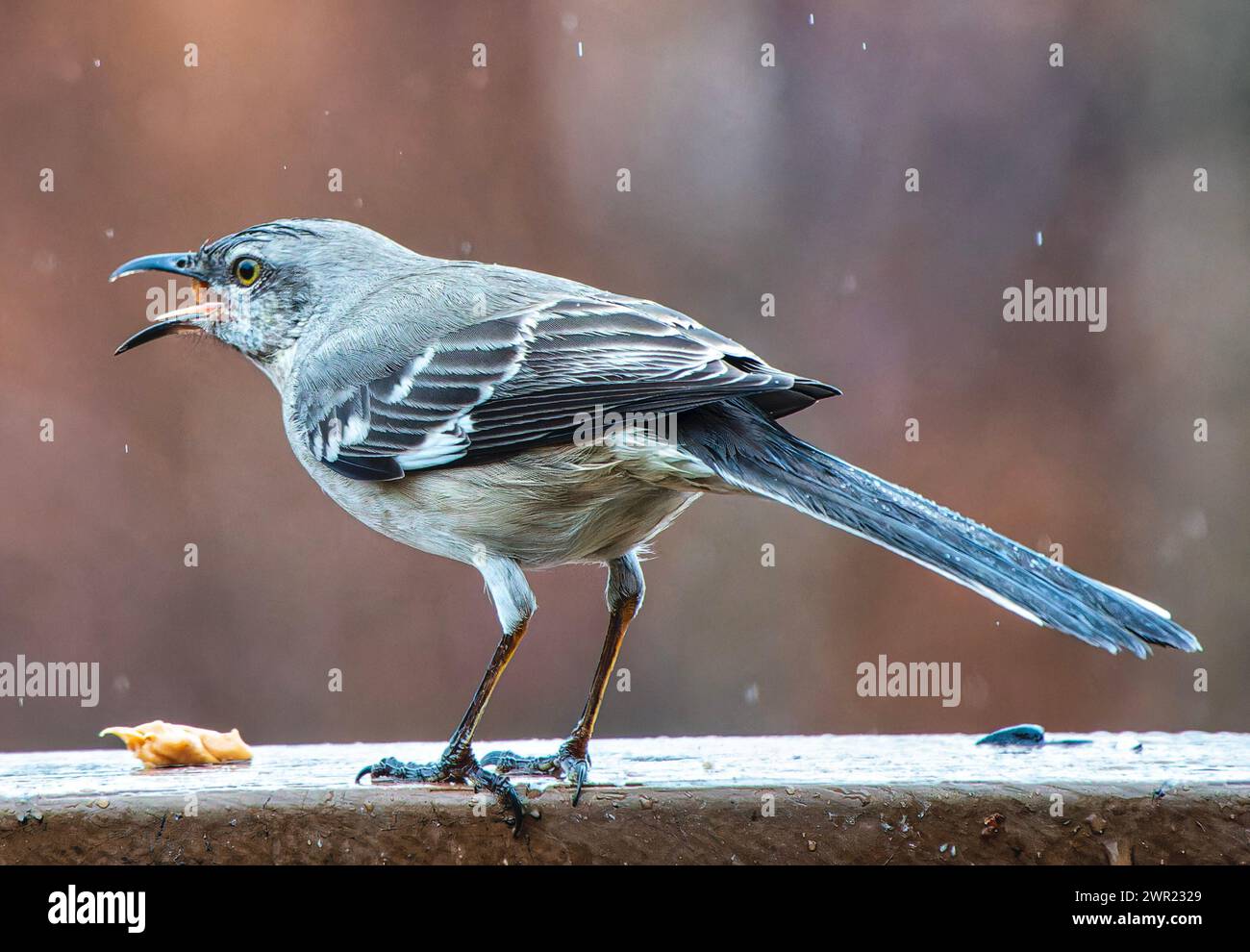 Mockingbird feathers hi-res stock photography and images - Alamy