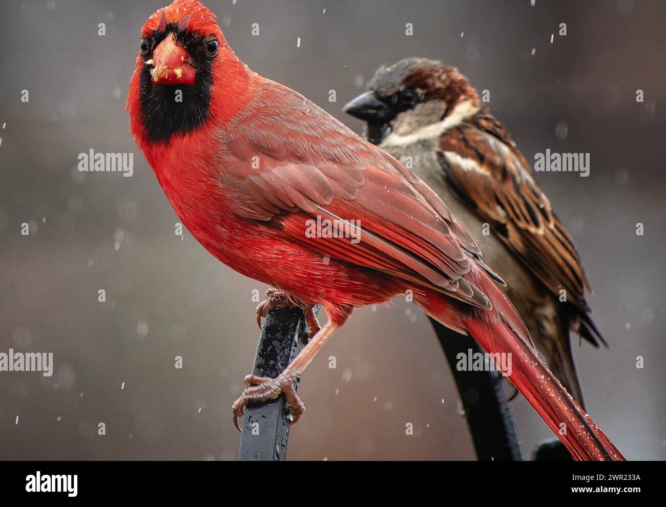Sparrow and northern cardinal hi-res stock photography and images - Alamy