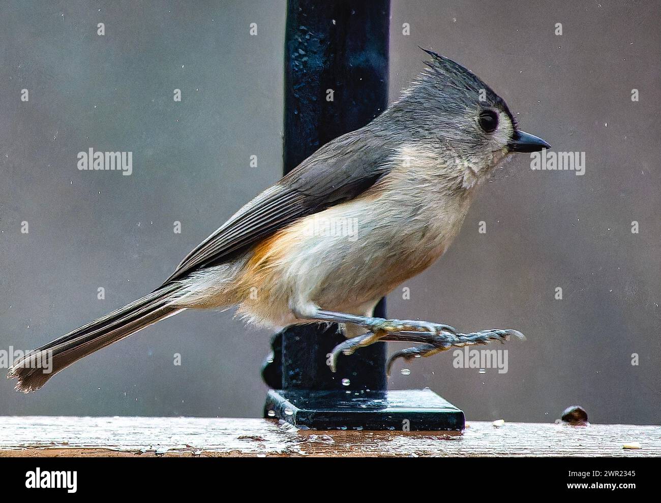 Tuted titmouse hi-res stock photography and images - Alamy