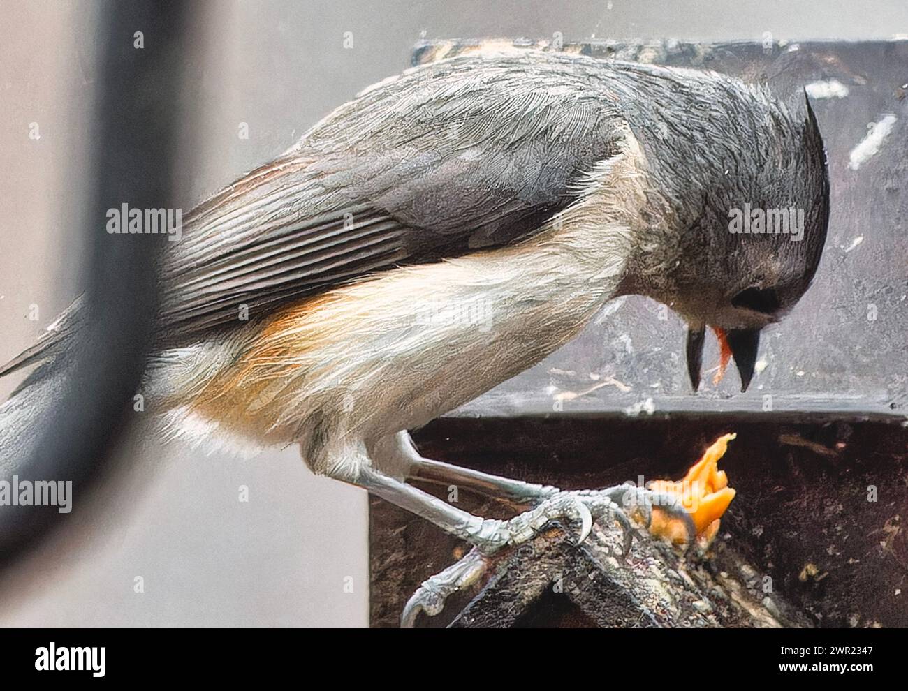 Tuted titmouse hi-res stock photography and images - Alamy