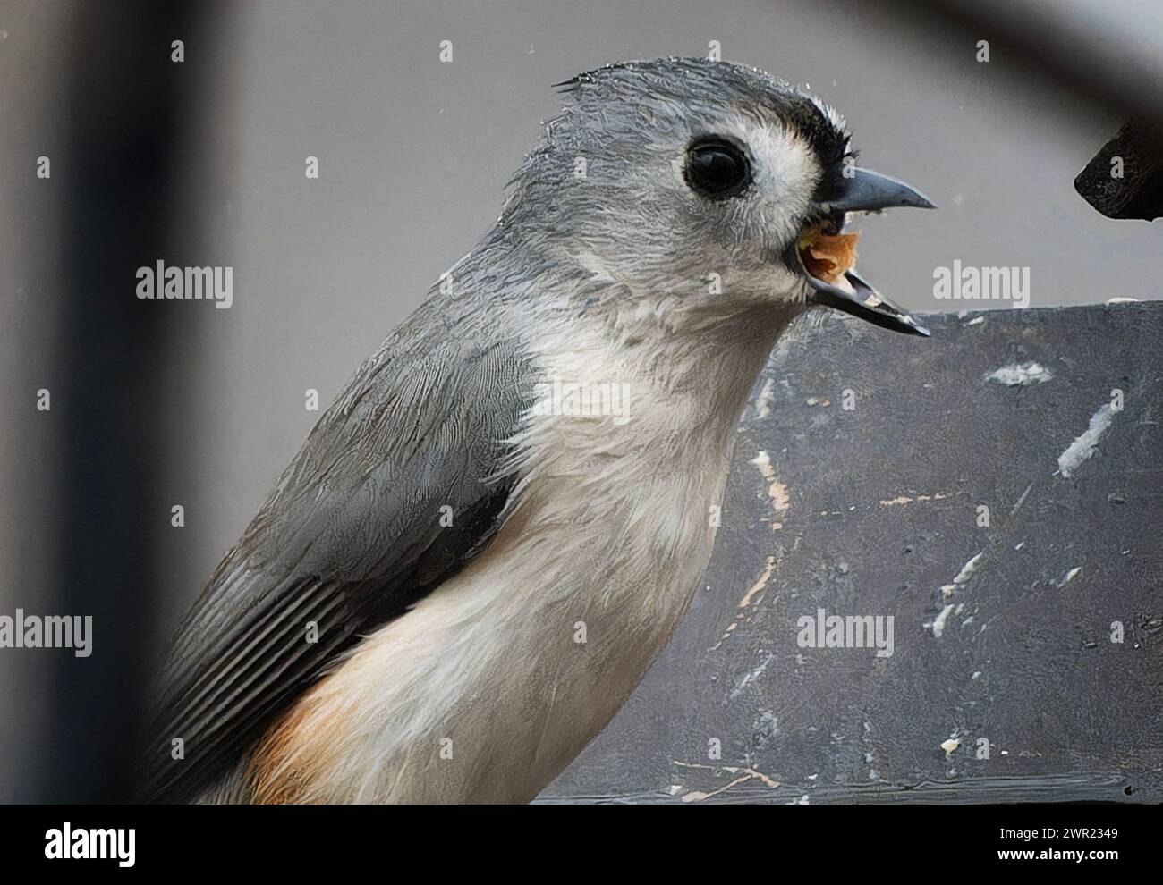 Tuted titmouse hi-res stock photography and images - Alamy