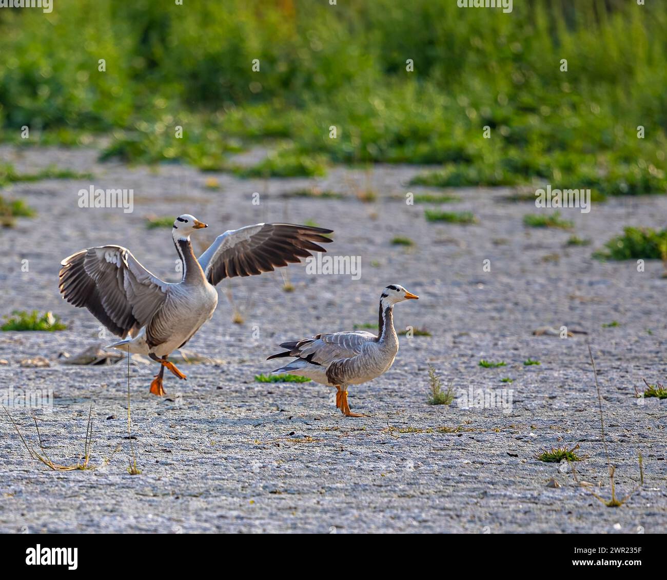 Birds following other birds hi-res stock photography and images - Alamy