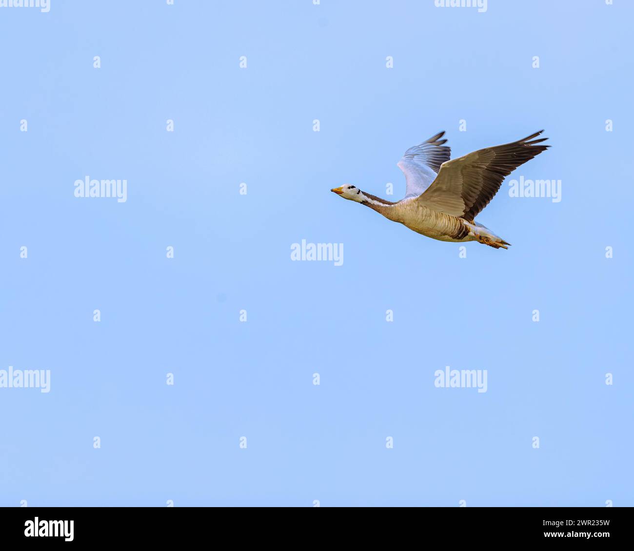 Bar headed goose flying hi-res stock photography and images - Alamy