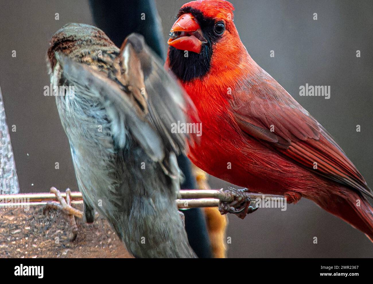 Sparrow and northern cardinal hi-res stock photography and images - Alamy