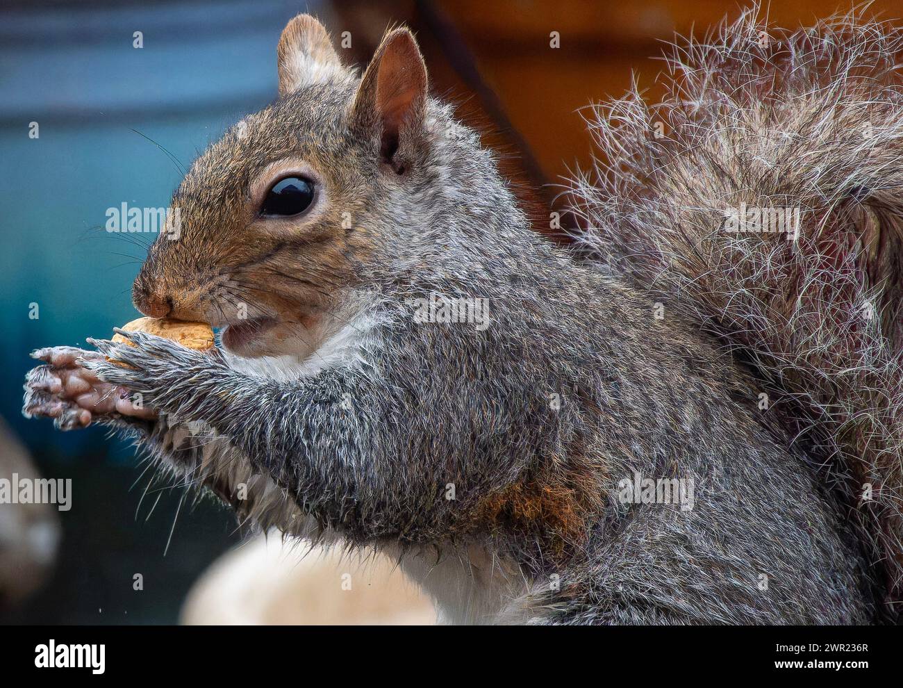 A gray Squirrel finds a peanut on the deck Stock Photo - Alamy