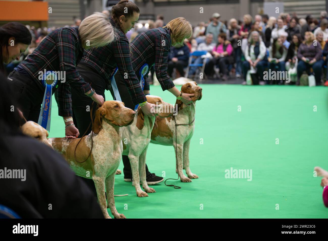 Crufts 2024 In The Rings Gundog Bracco Italiano Breeder Competition ...