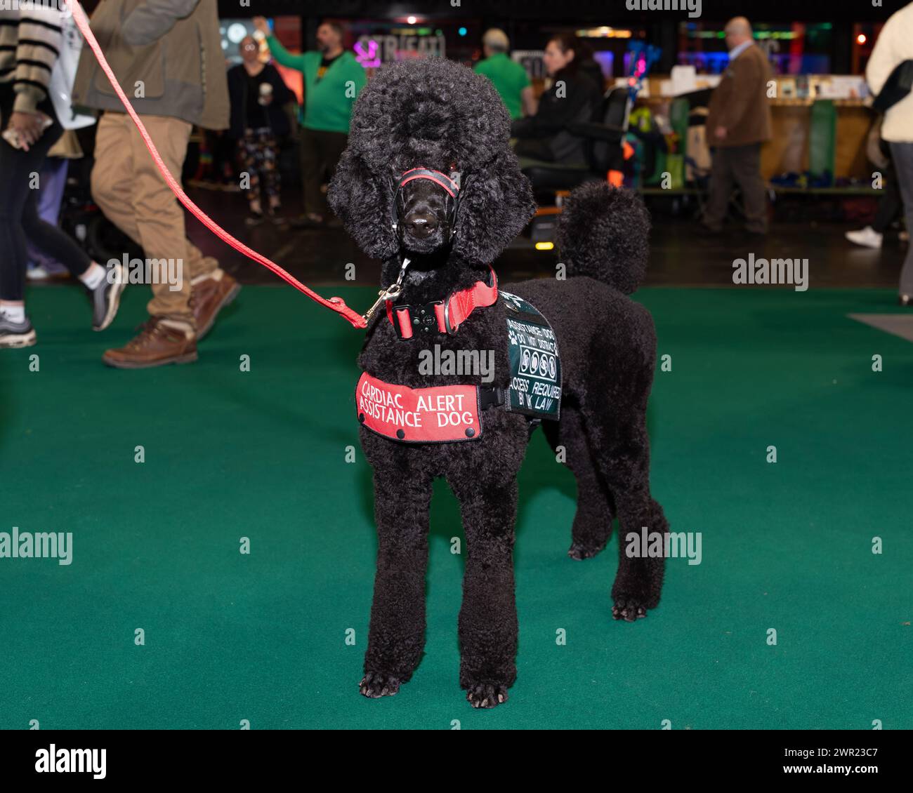 Crufts 2024 medical detection dog hi-res stock photography and images - Alamy