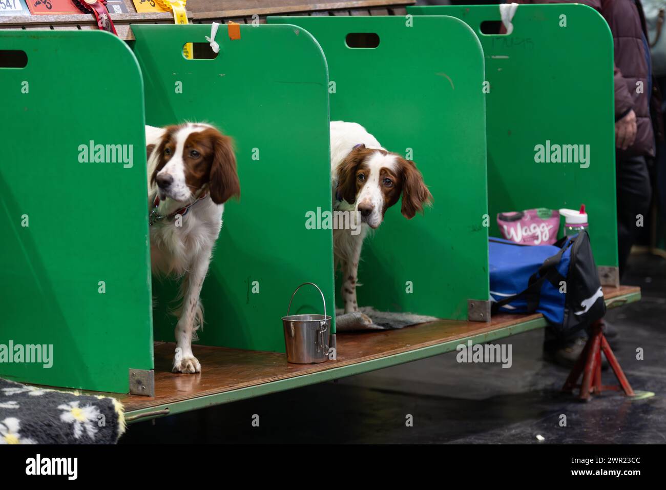 Crufts 2024 irish red and white setter hi-res stock photography and ...