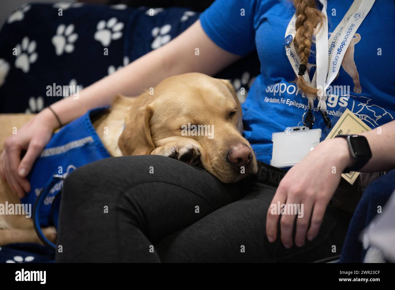 Crufts 2024 sleeping dog hi-res stock photography and images - Alamy