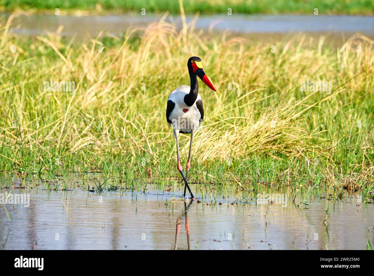 Saddle billed stork wading in the shallow water of a wetland area of ...