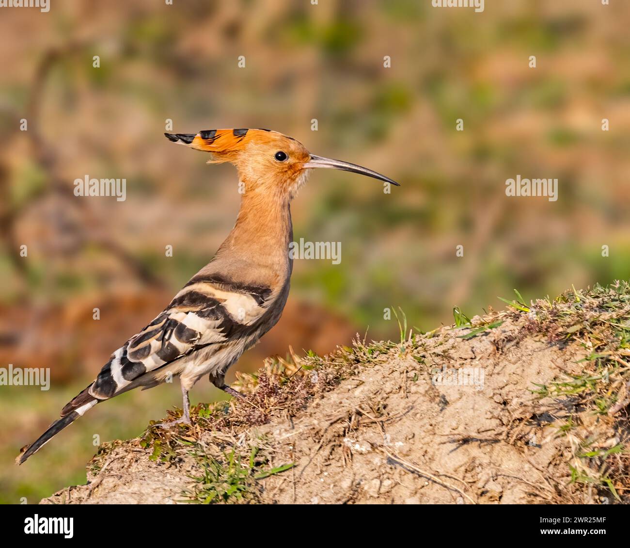A Hoopoe in sand doom Stock Photo - Alamy