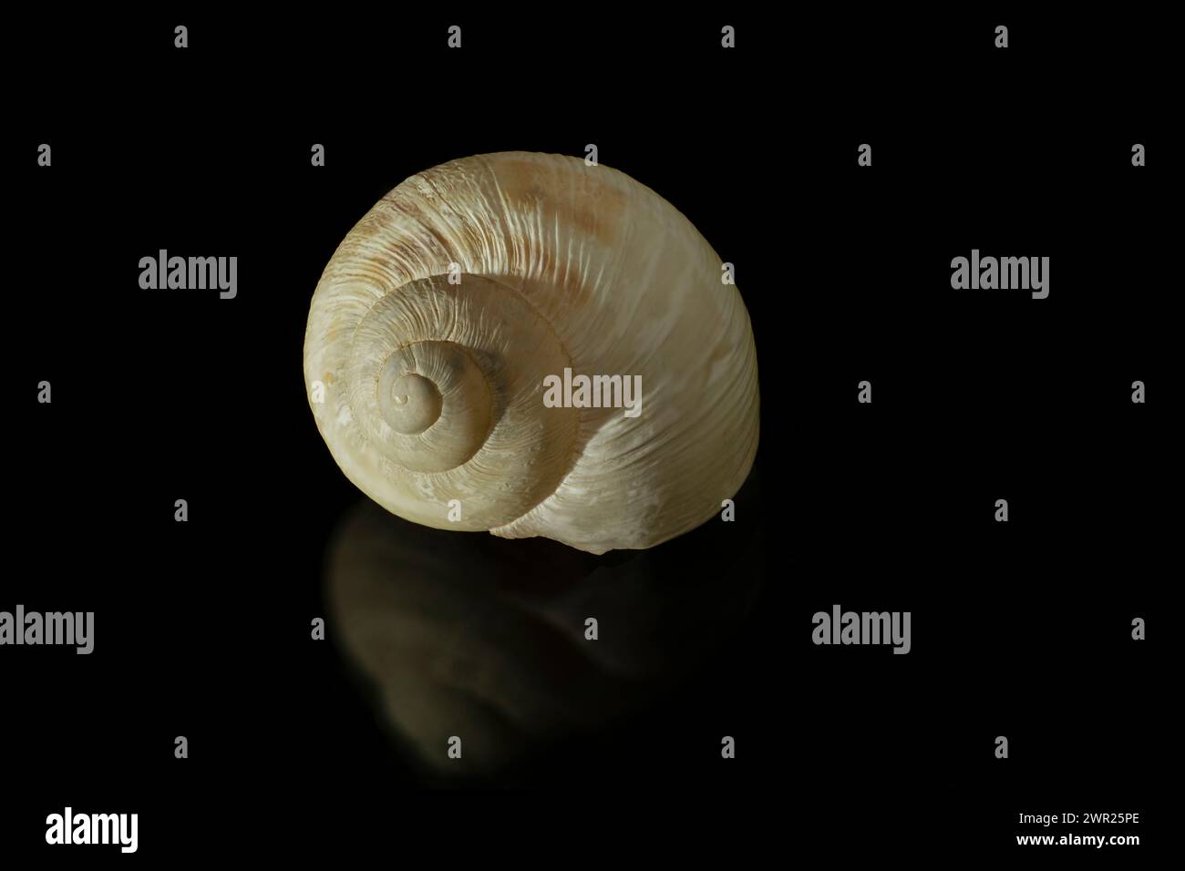 Shell showing hi-res stock photography and images - Alamy