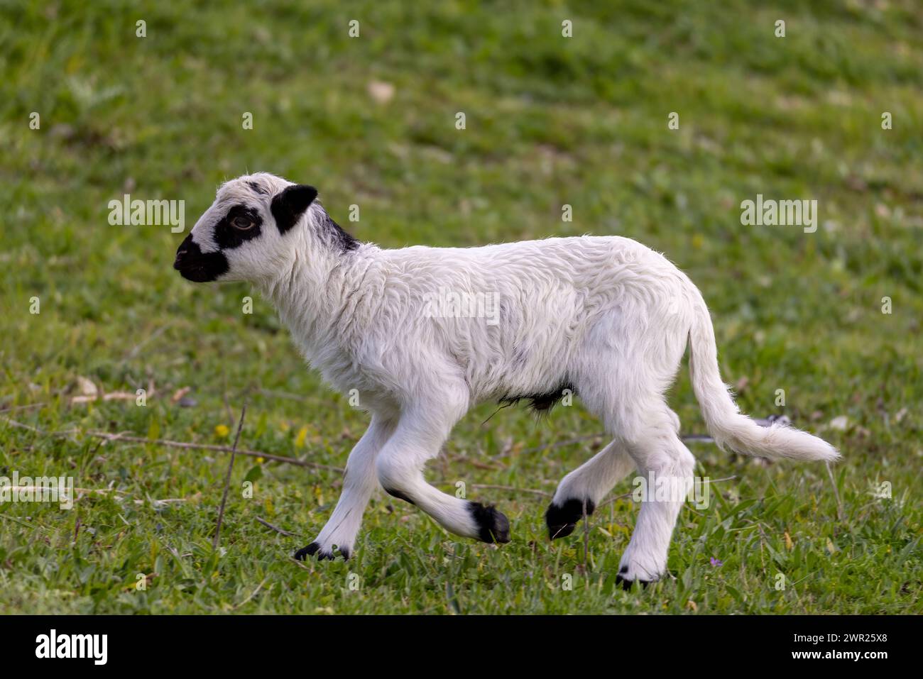 White lamb with black spots runs on a pasture, Majorca, Mallorca ...