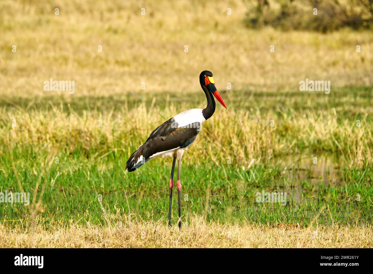 Saddle billed stork wading in the shallow water of a wetland area of ...