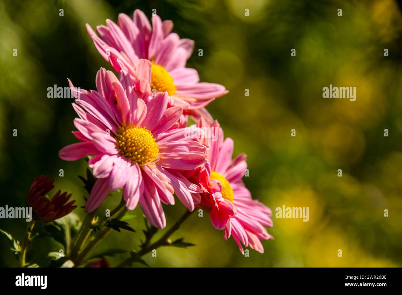 Painted daisy or pyrethrum, its scientific name is Tanacetum coccineum ...