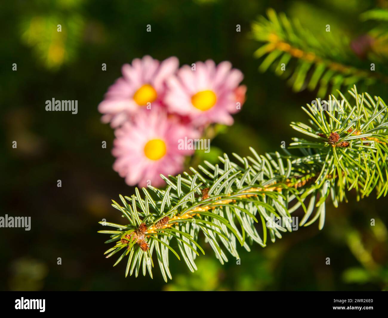 Painted daisy or pyrethrum, its scientific name is Tanacetum coccineum ...