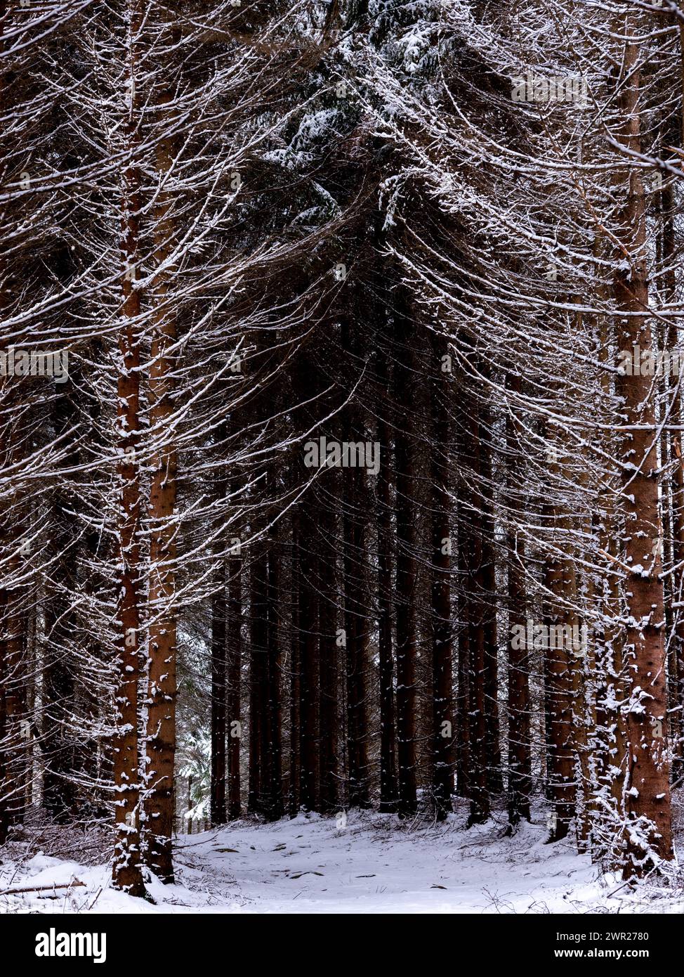 Fur trees hi-res stock photography and images - Alamy