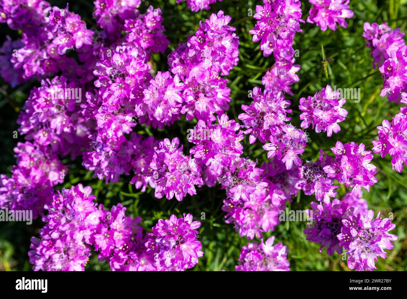 Pink sea thrift flowers hi-res stock photography and images - Alamy