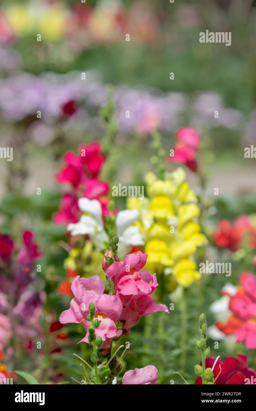 Red snap dragon hi-res stock photography and images - Alamy