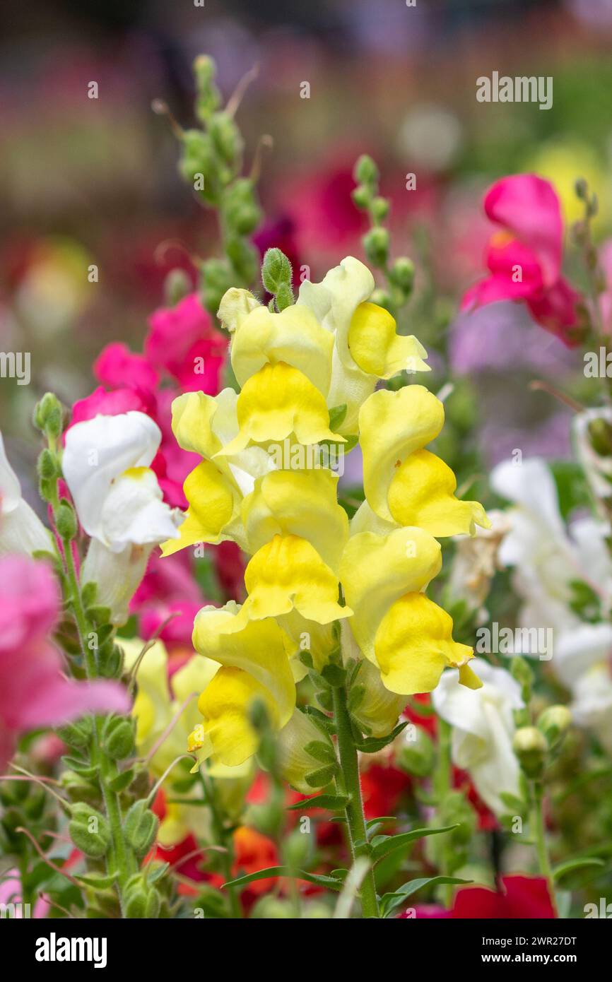Yellow Snapdragon flowers blooming. Soft colors in background Stock ...