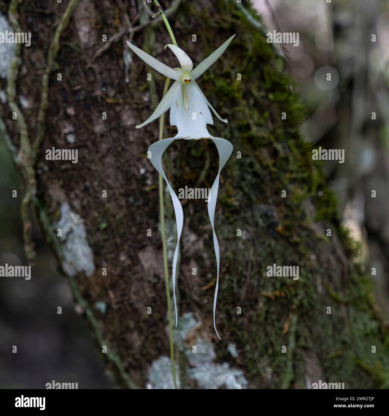 A ghost orchid blooming on tree branch Stock Photo - Alamy