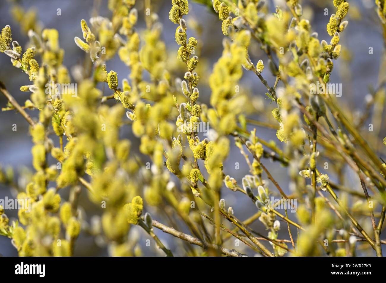 Blühende Weidenkätzchen der Sal-Weide, Salix caprea, in Kirchwerder ...