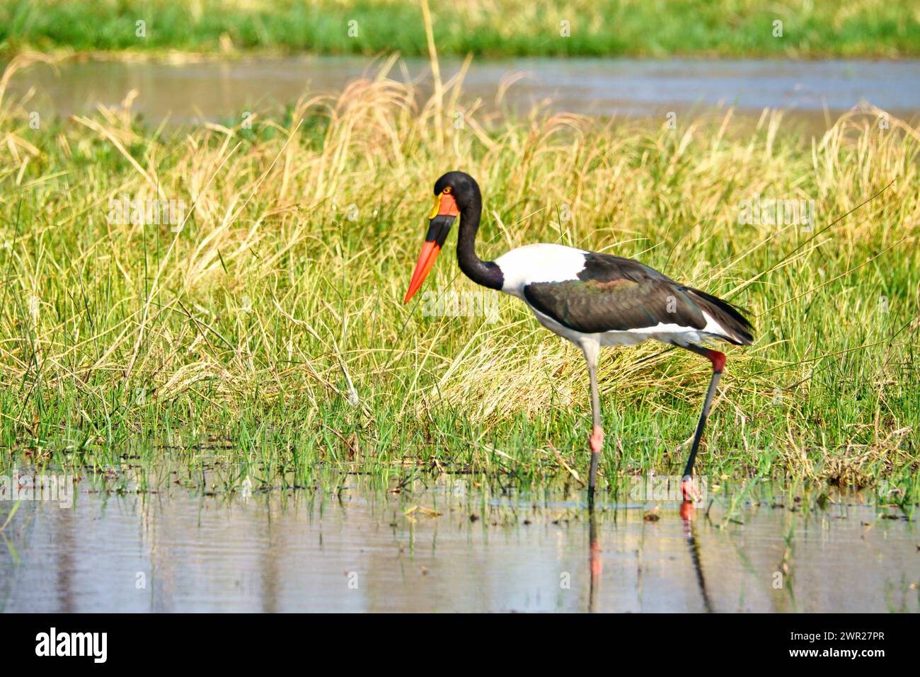 Saddle billed stork wading in the shallow water of a wetland area of ...