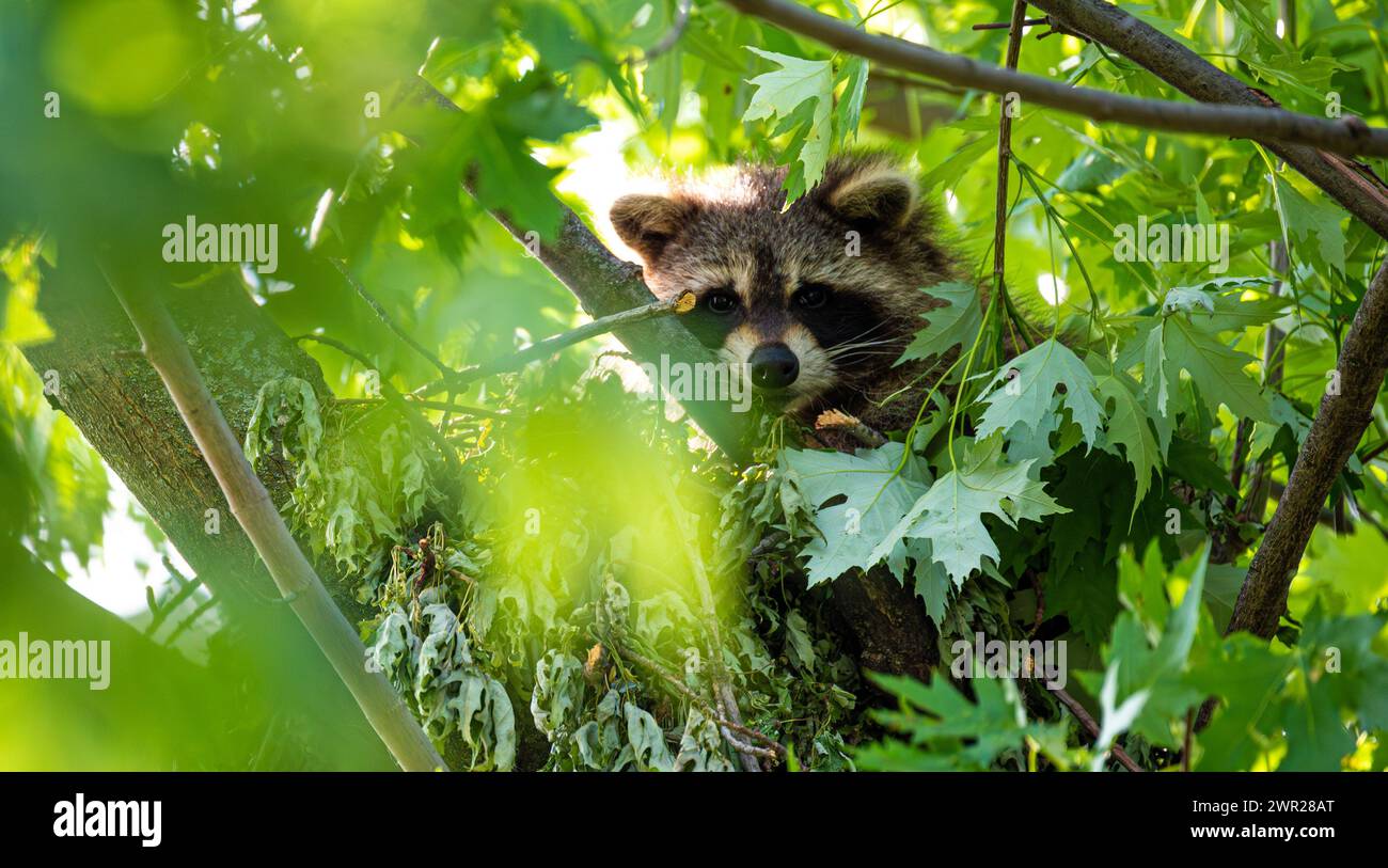 Explorer among leaves hi-res stock photography and images - Alamy