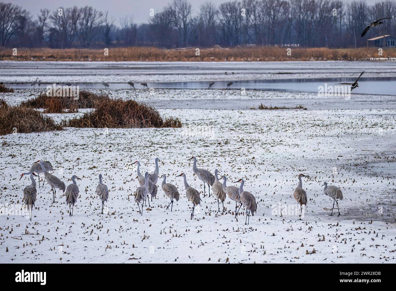 Majestic cranes hi-res stock photography and images - Alamy