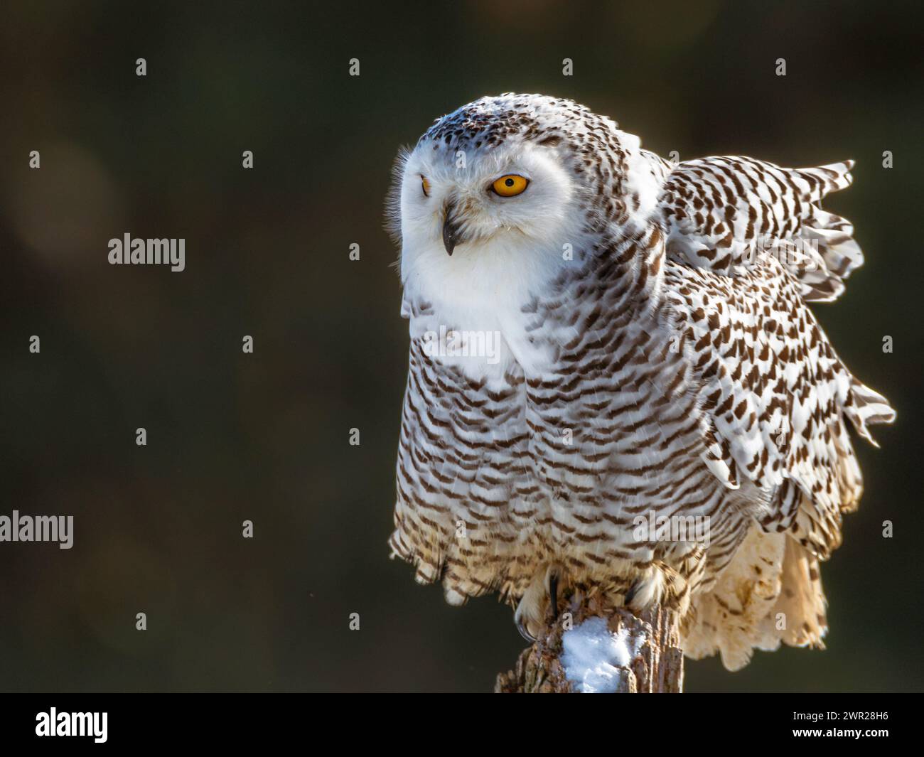 Snowy owl (Bubo scandiacus) perching on a rotten fance post on a cold ...