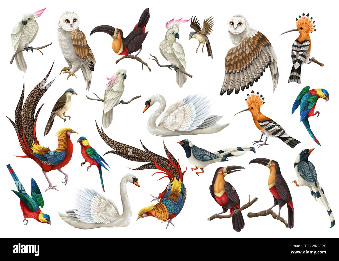 Biggest birds set in realistic style, high quality detail. Vector Stock ...
