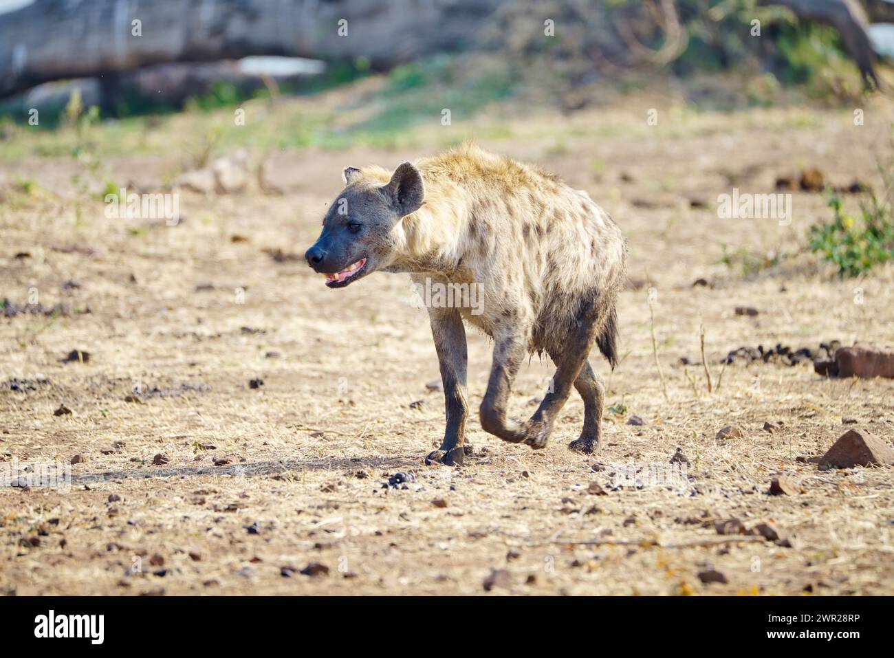 Laughs and whines hi-res stock photography and images - Alamy