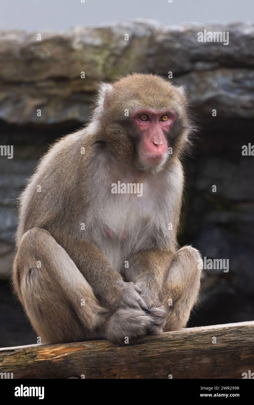 Japanese macaque artis zoo amsterdam hi-res stock photography and ...