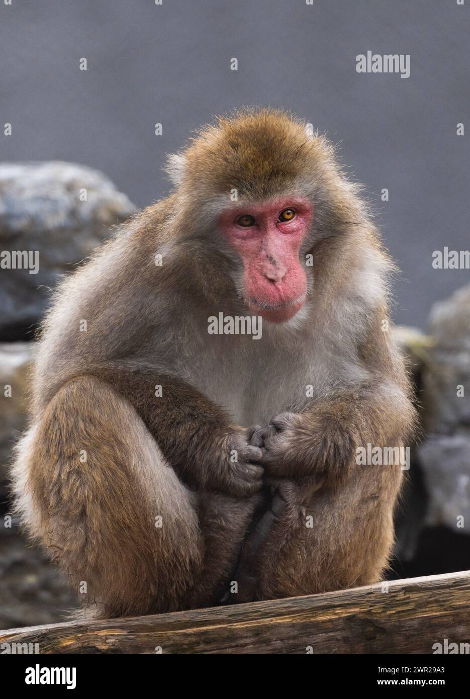 Japanese macaque (Macaca fuscata Stock Photo - Alamy