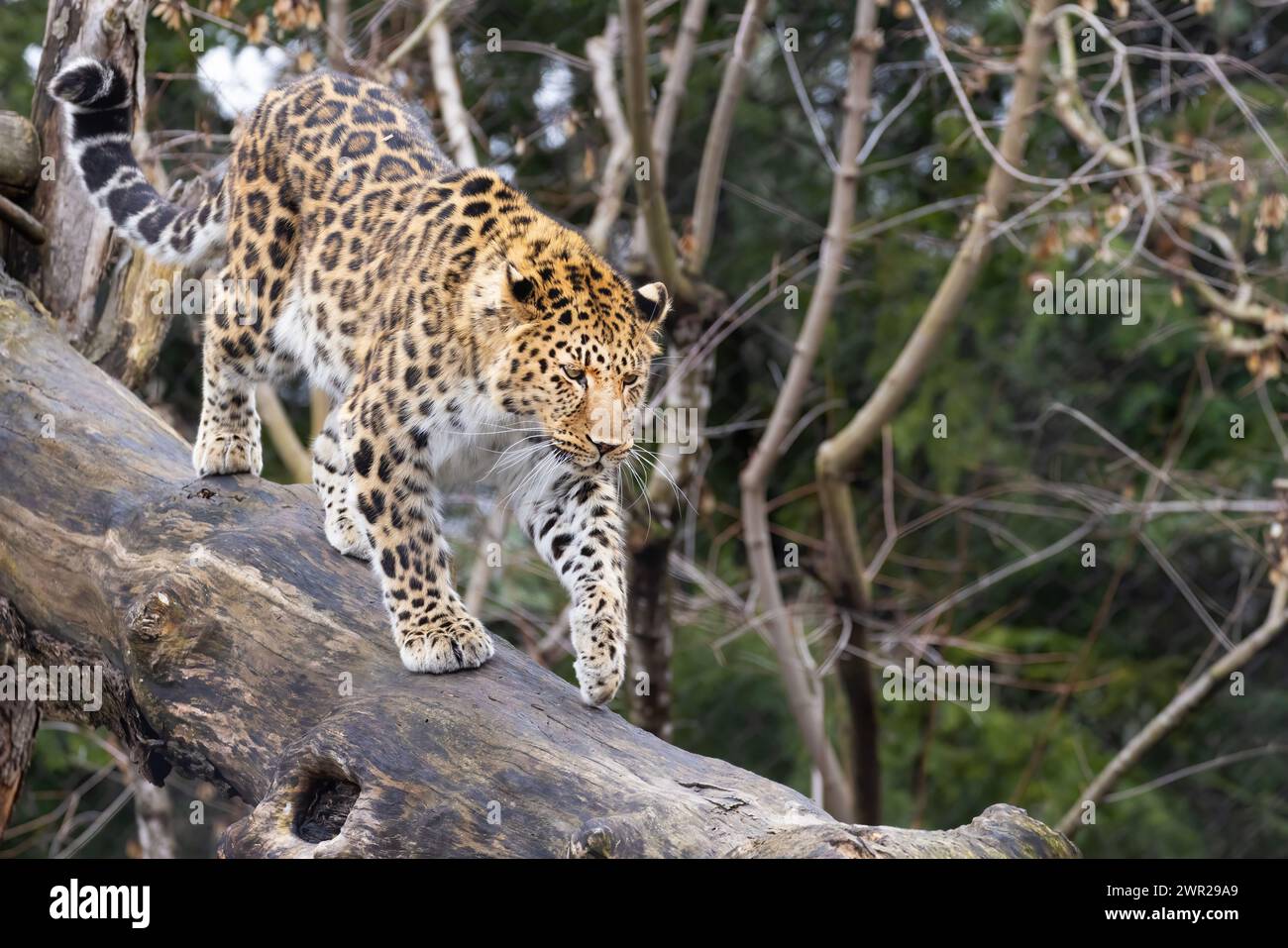 Amur leopard (Panthera pardus orientalis Stock Photo - Alamy