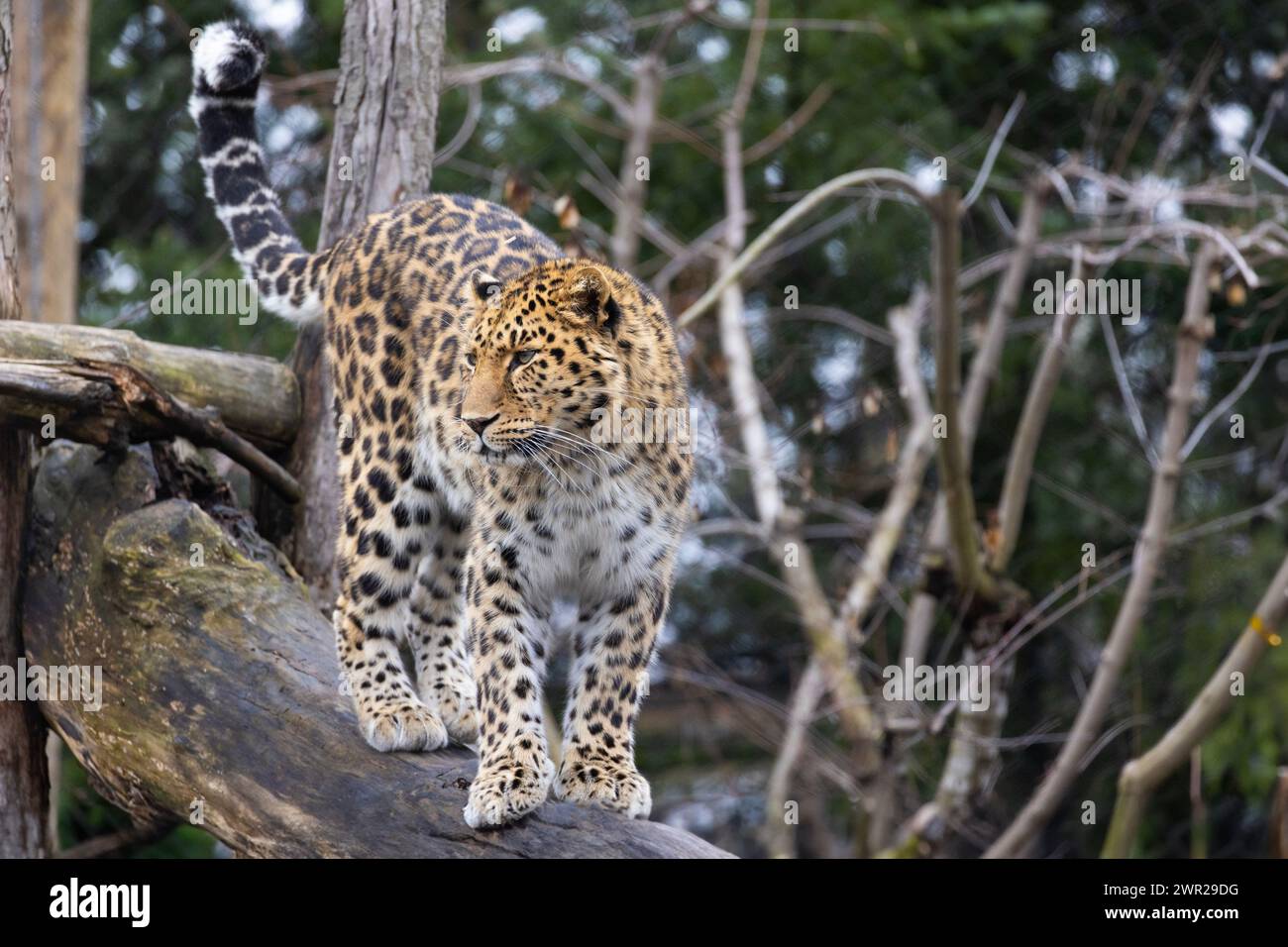 Amur leopard (Panthera pardus orientalis Stock Photo - Alamy