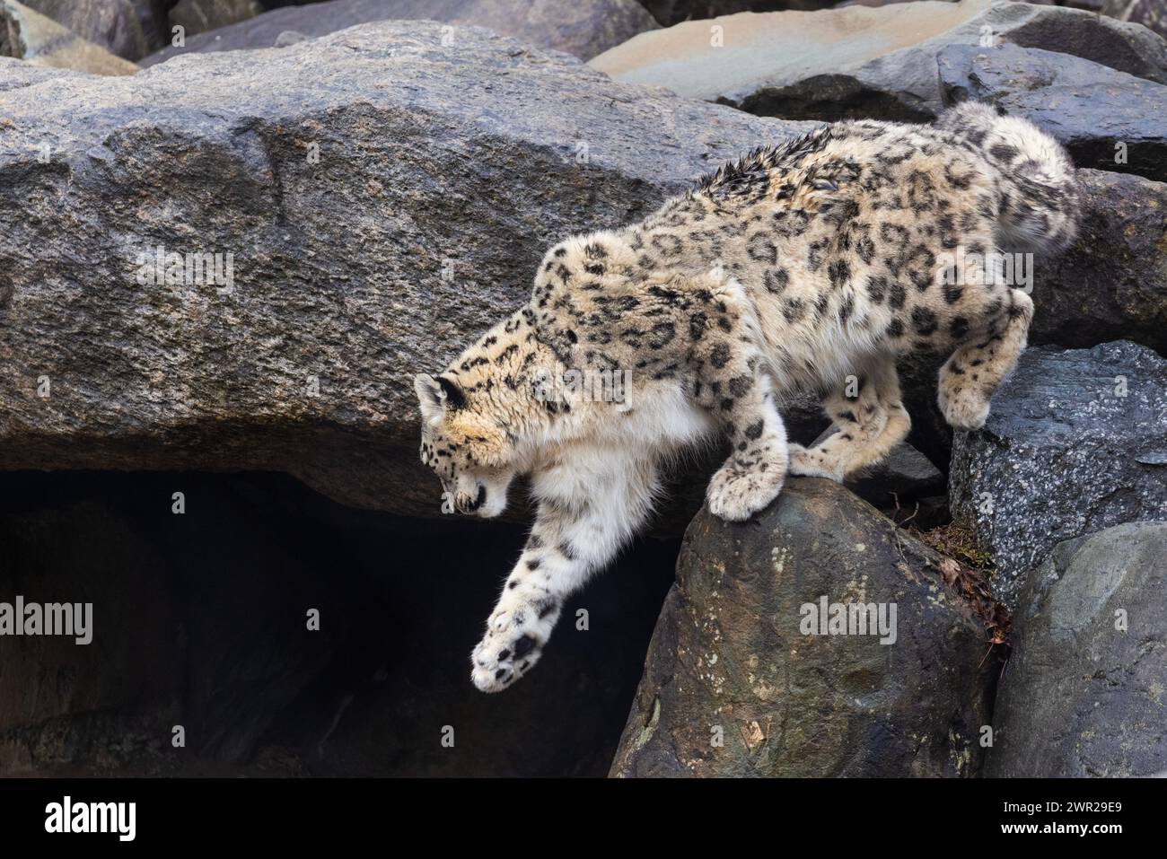 snow leopard (Panthera uncia), commonly known as the ounce Stock Photo ...