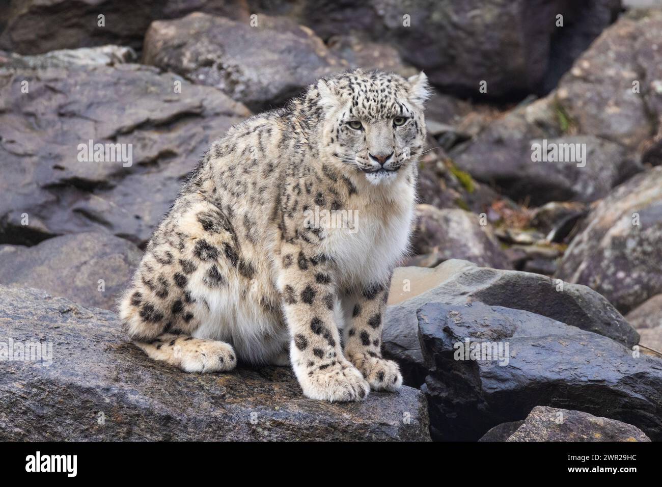 snow leopard (Panthera uncia), commonly known as the ounce Stock Photo ...