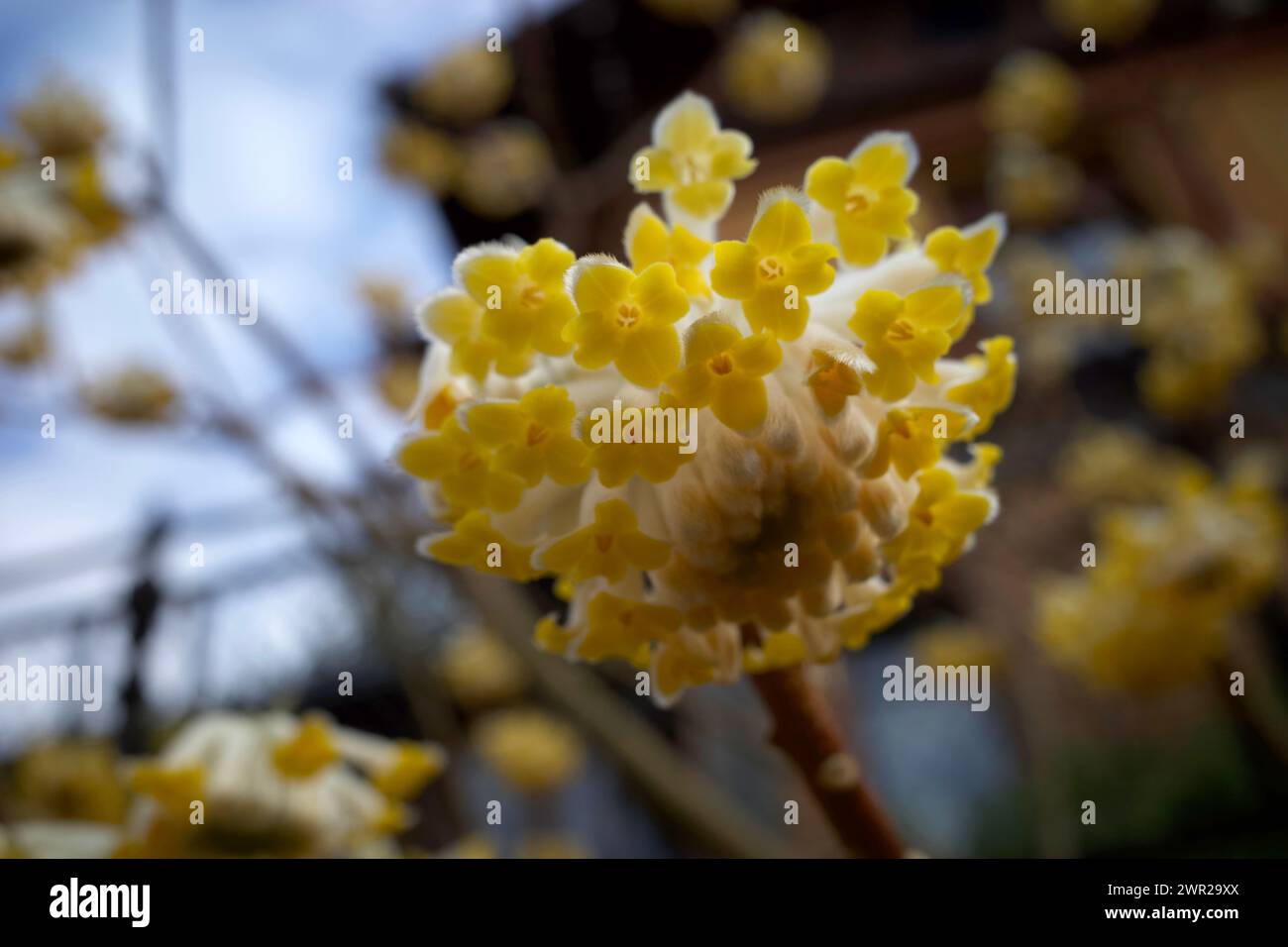 Edgeworthia chrysantha, known as Oriental Paper Bush, Paperbush Plant ...
