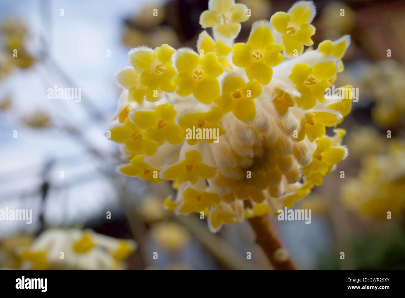 Edgeworthia chrysantha, known as Oriental Paper Bush, Paperbush Plant ...