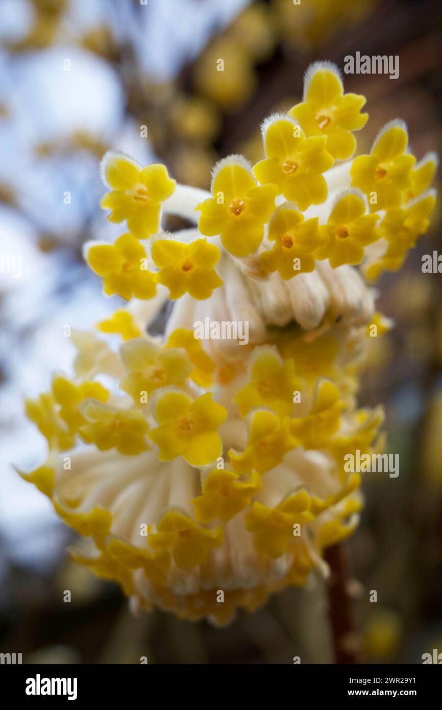 Edgeworthia chrysantha, known as Oriental Paper Bush, Paperbush Plant ...