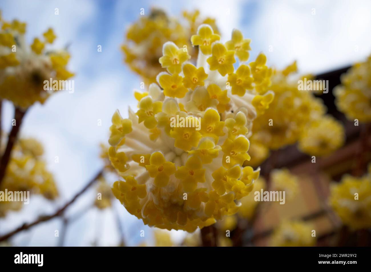Edgeworthia chrysantha, known as Oriental Paper Bush, Paperbush Plant ...